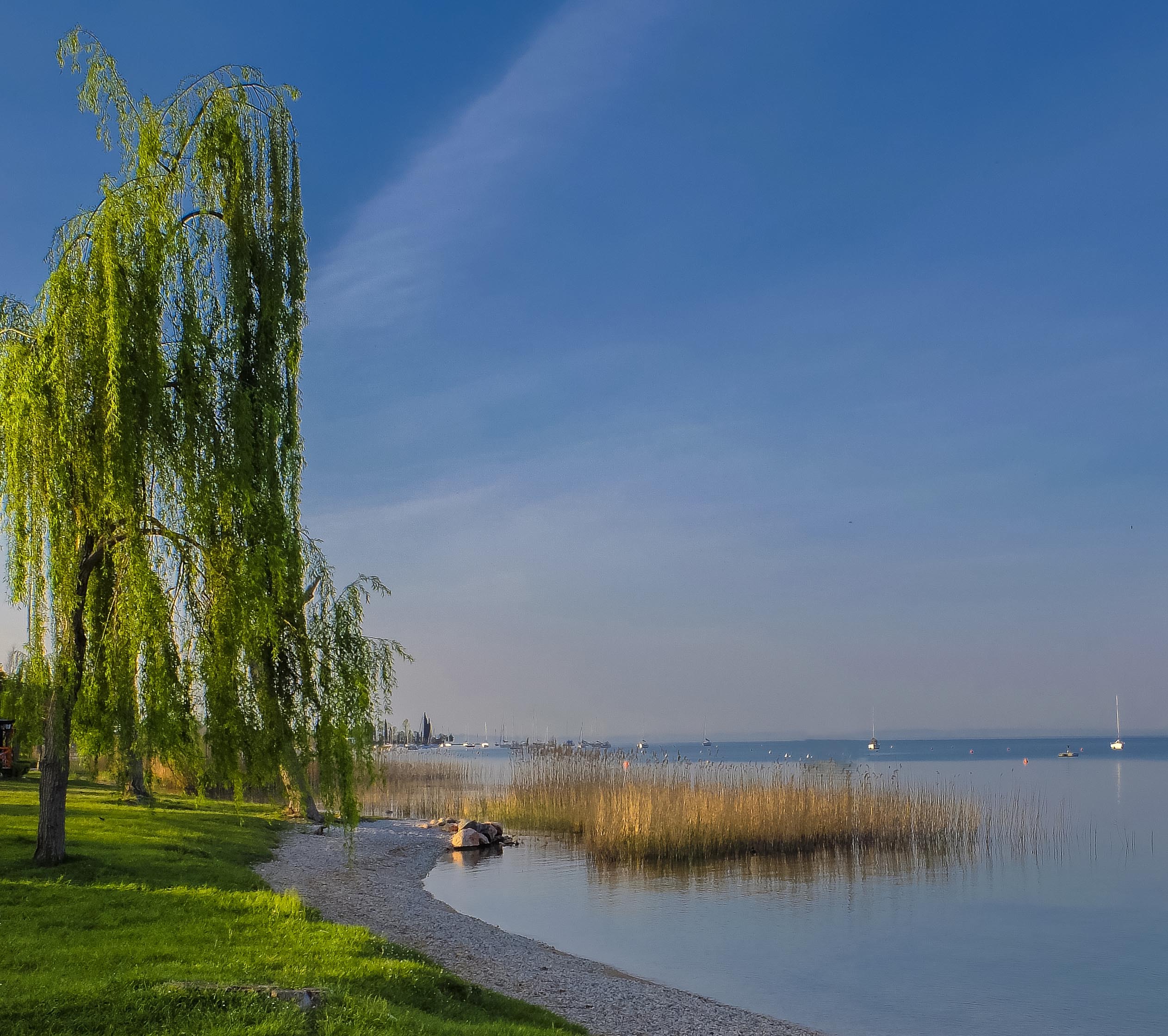 Bardolino, occhio ai canneti. Un patrimonio da difendere - La Cronaca ...